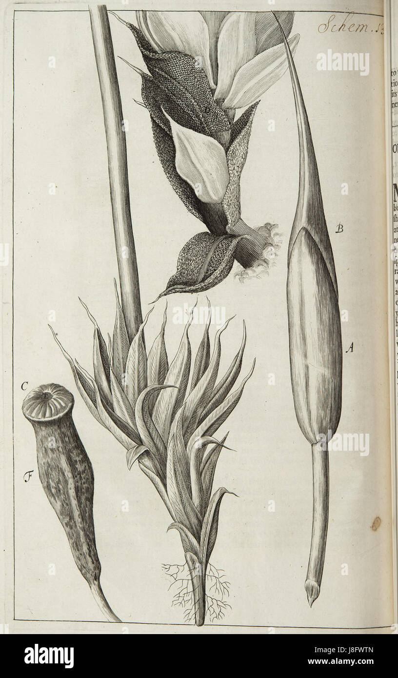 Micrographia by Robert Hooke is a foundational text in microscopy, and ...