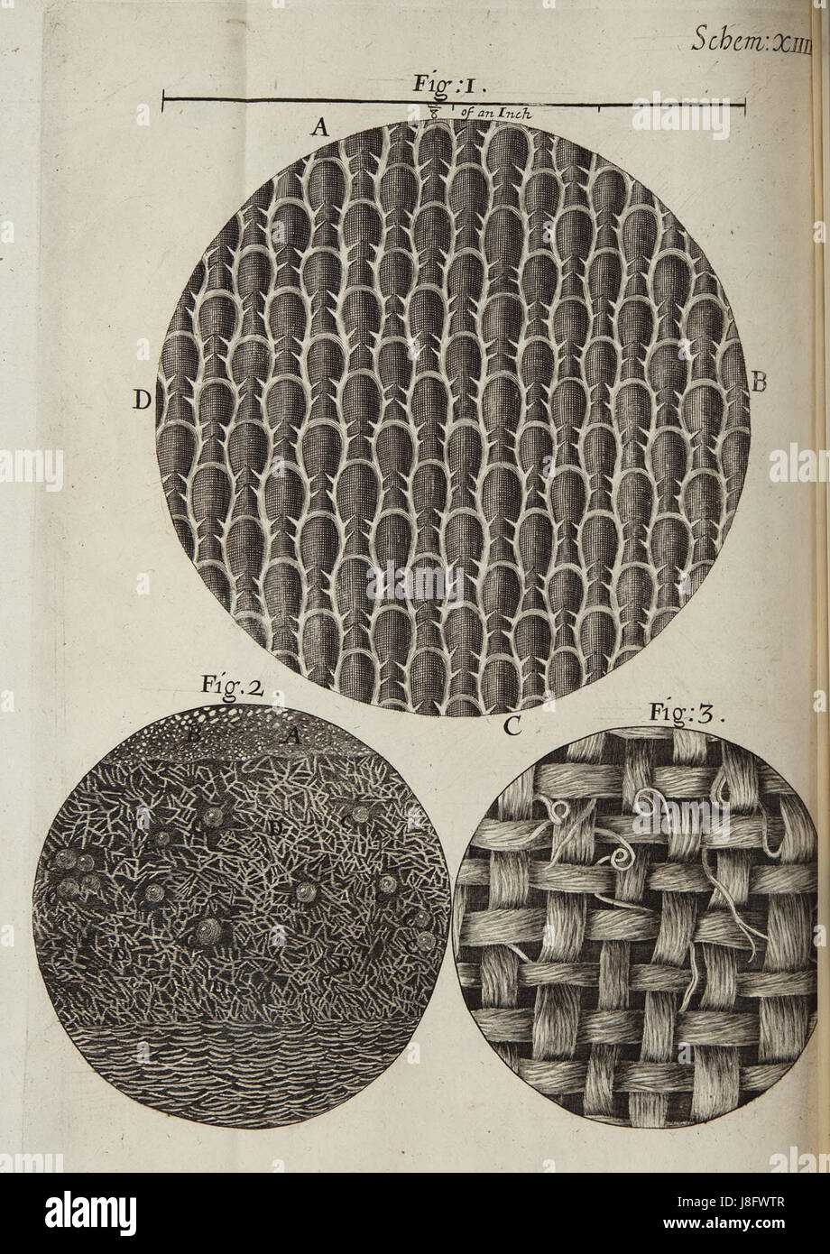 'Micrographia' is a book by Robert Hooke, first published in 1665 ...