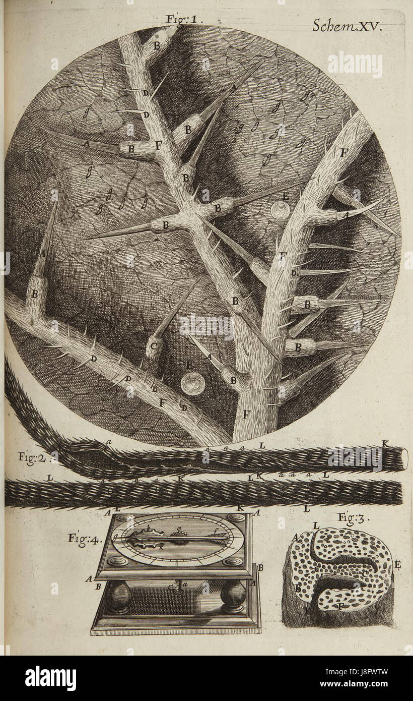 Micrographia Schem 15 Stock Photo - Alamy