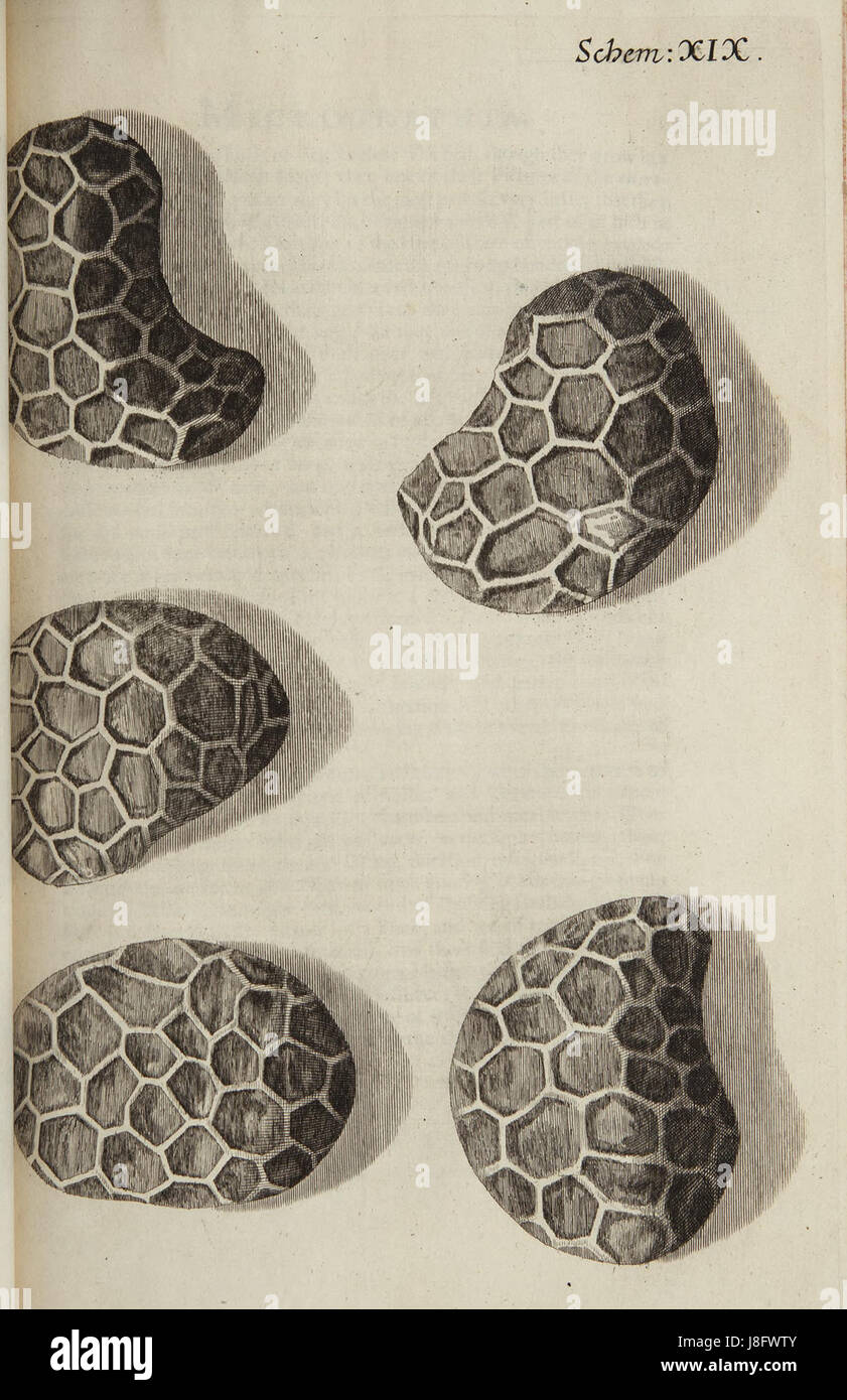 Micrographia Schem 19 Stock Photo - Alamy