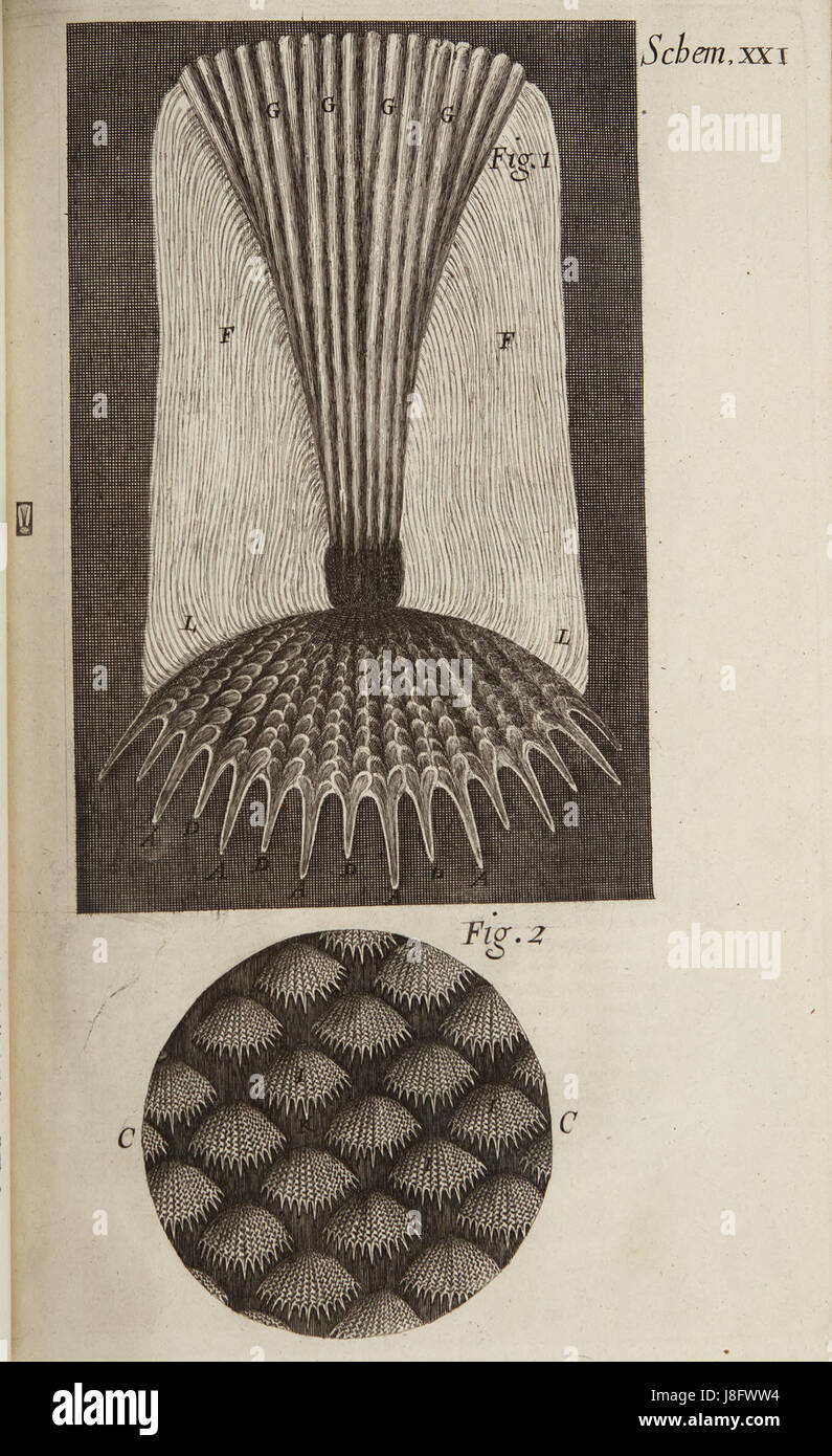 Micrographia Schem 2 is an illustration from a scientific work that ...