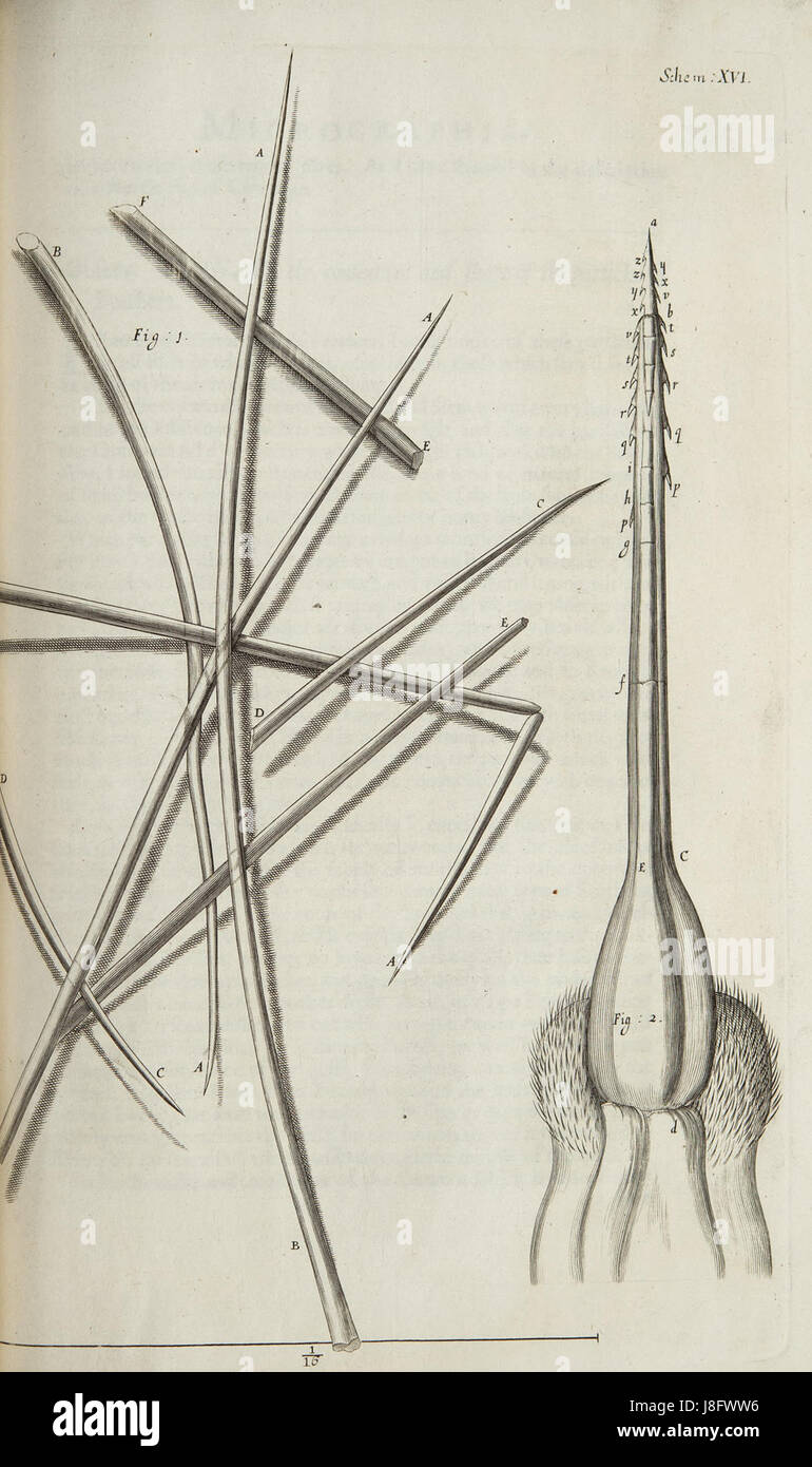 *Micrographia Schem* likely refers to the work *Micrographia*, a ...