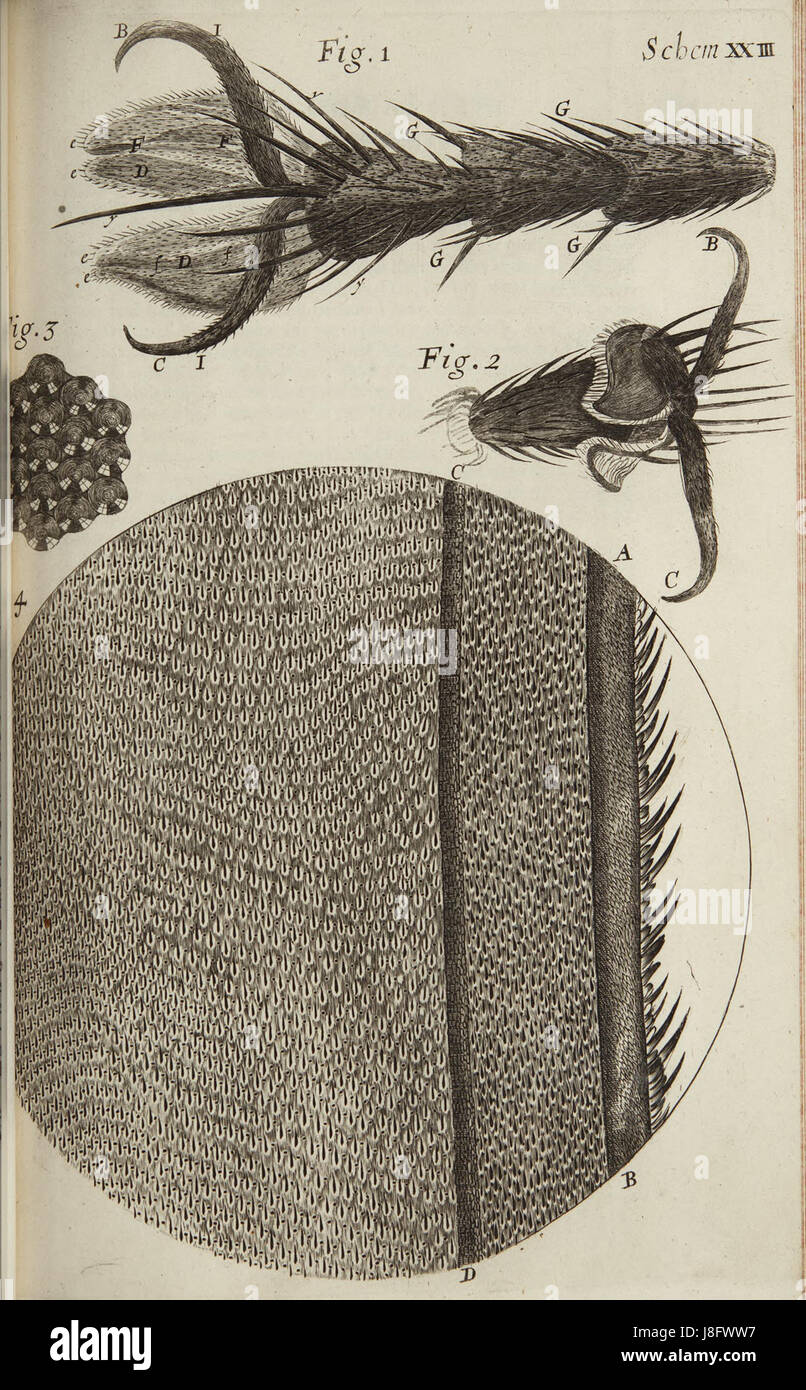 Micrographia, by Robert Hooke, was one of the first books to feature ...
