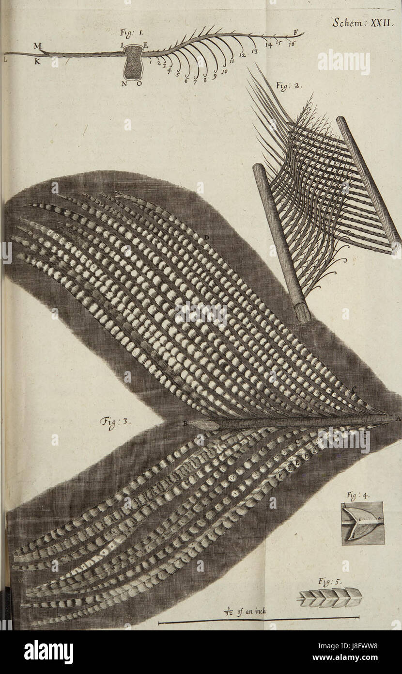 A reference to the work 'Micrographia' by Robert Hooke, which ...