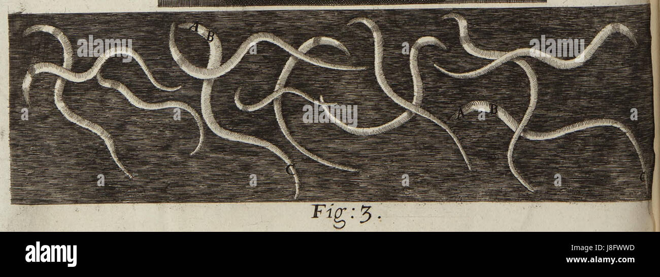 Micrographia Schem 25 fig 3 Stock Photo - Alamy