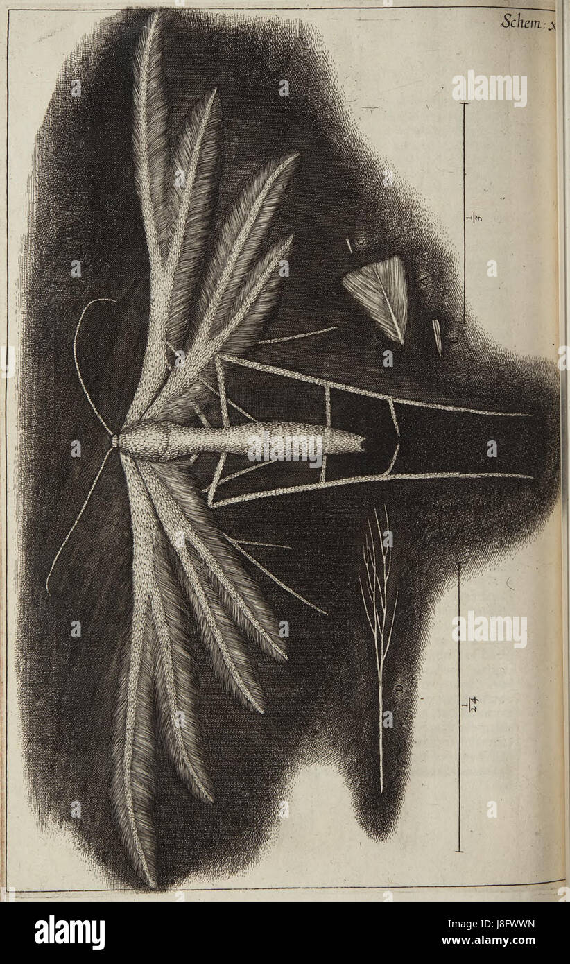 Robert hooke cell hi-res stock photography and images - Alamy