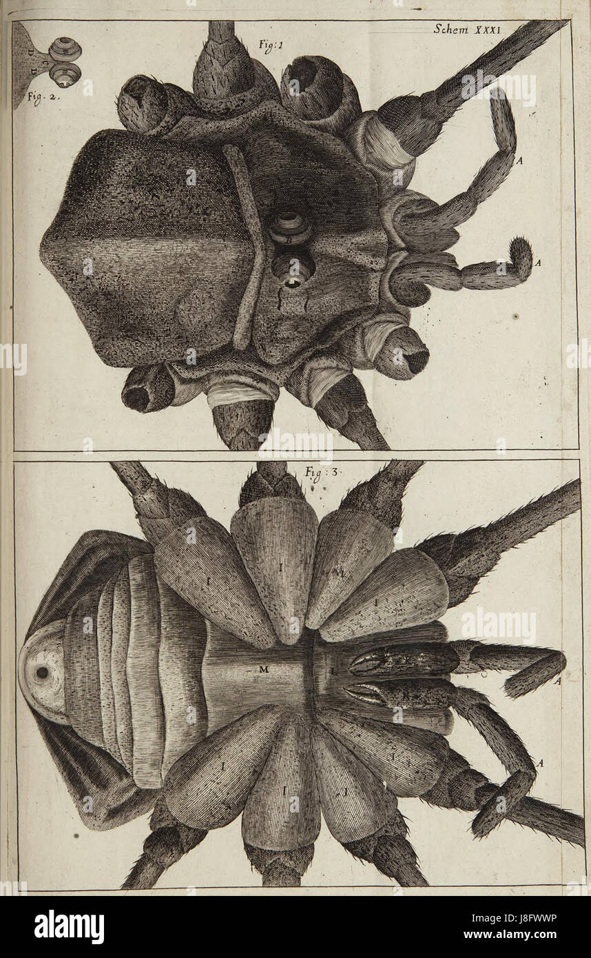Robert hooke hi-res stock photography and images - Alamy