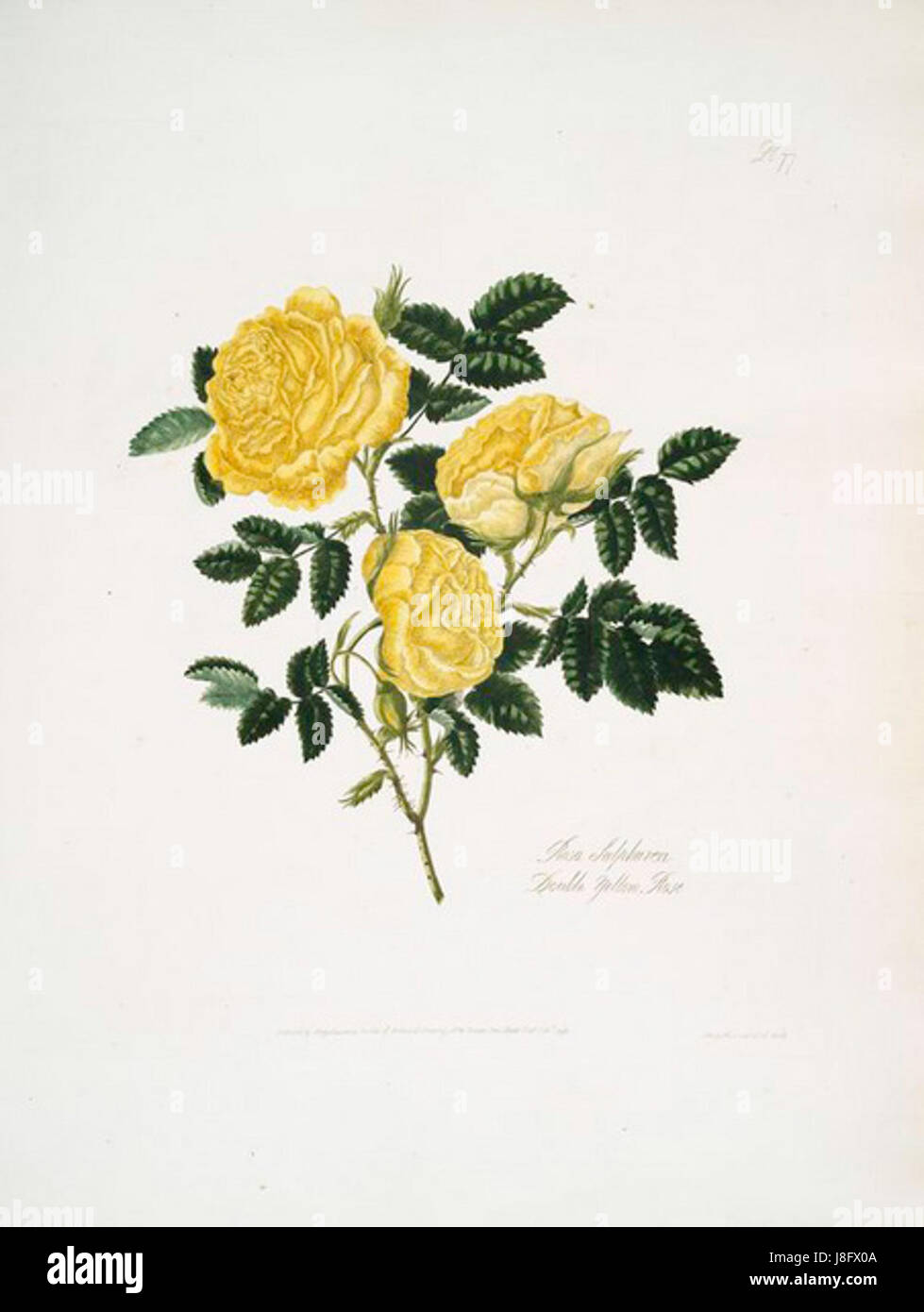 Mrs. Lawrence's Beautiful Roses likely refers to a publication or work ...