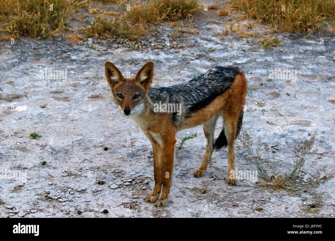 Black-backed Jackal open plains predator Stock Photo - Alamy