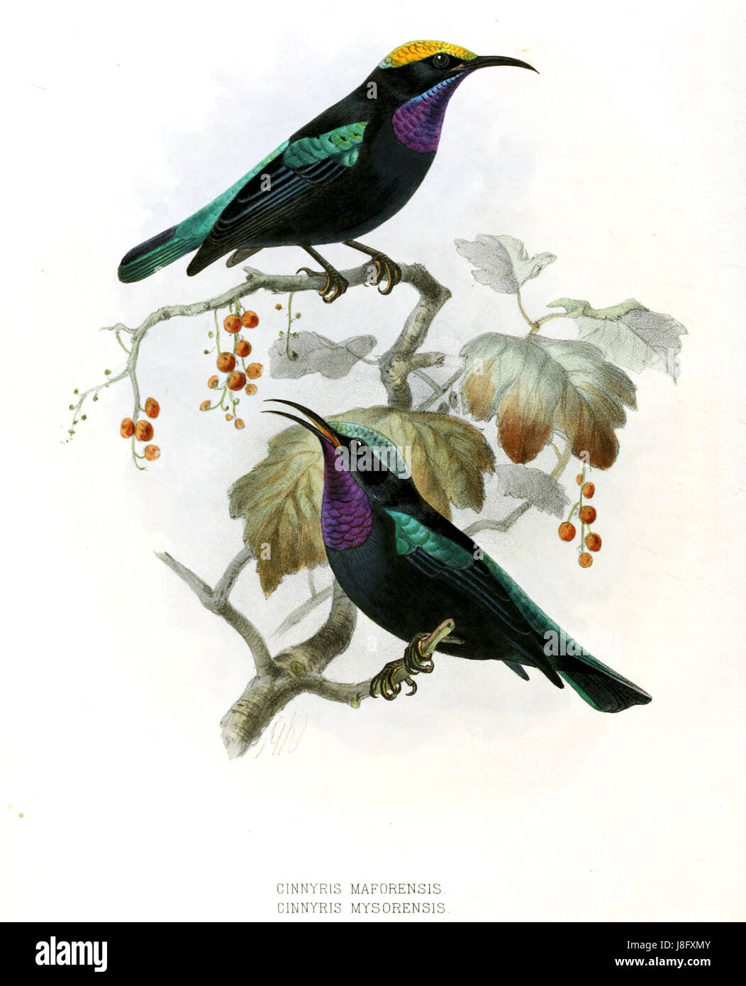 Leptocoma sericea maforensis mysorensis Keulemans Stock Photo - Alamy