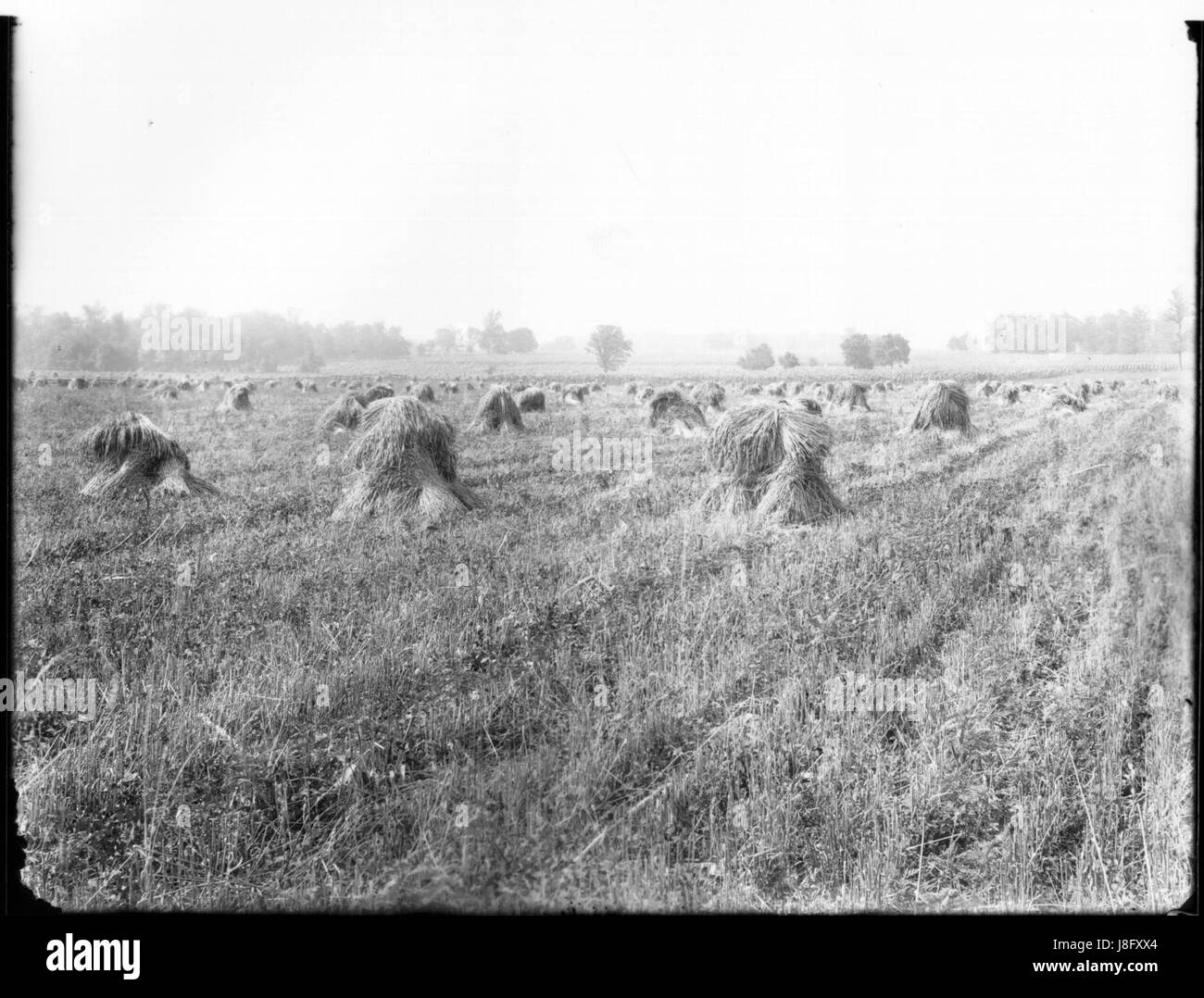 This 1905 photograph of haystacks in Phillips Field, Dayton, Ohio ...