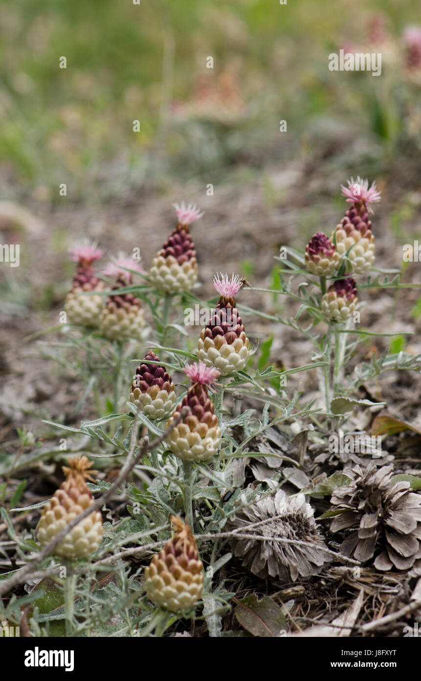 Pinecone Thistle, Leuzea conifera in pine forest, Mijas, Spain Stock ...
