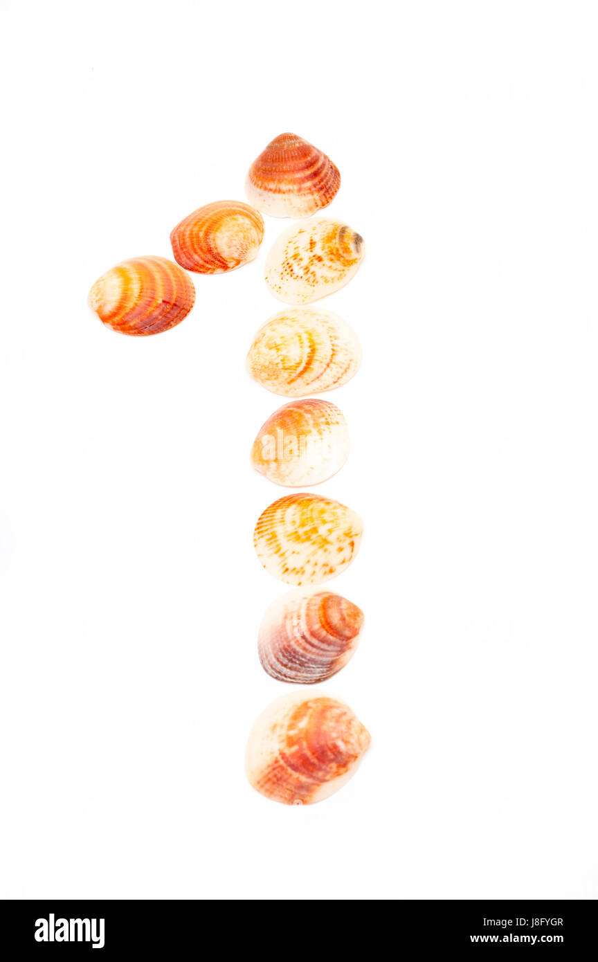 isolated, shell, one, number, seashell, calculation, graphic, science ...
