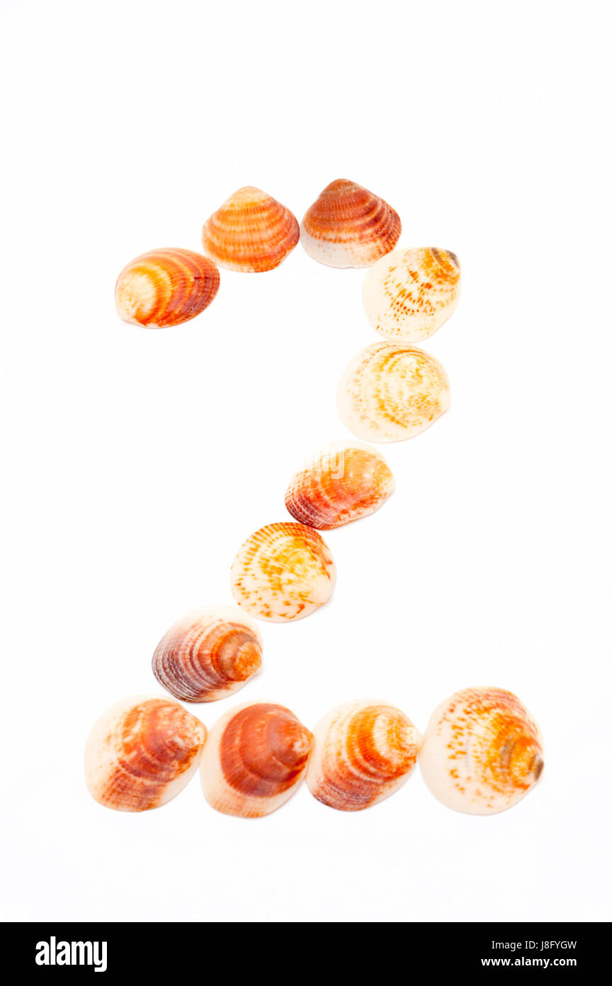 isolated, shell, number, seashell, white, two, calculation, graphic ...