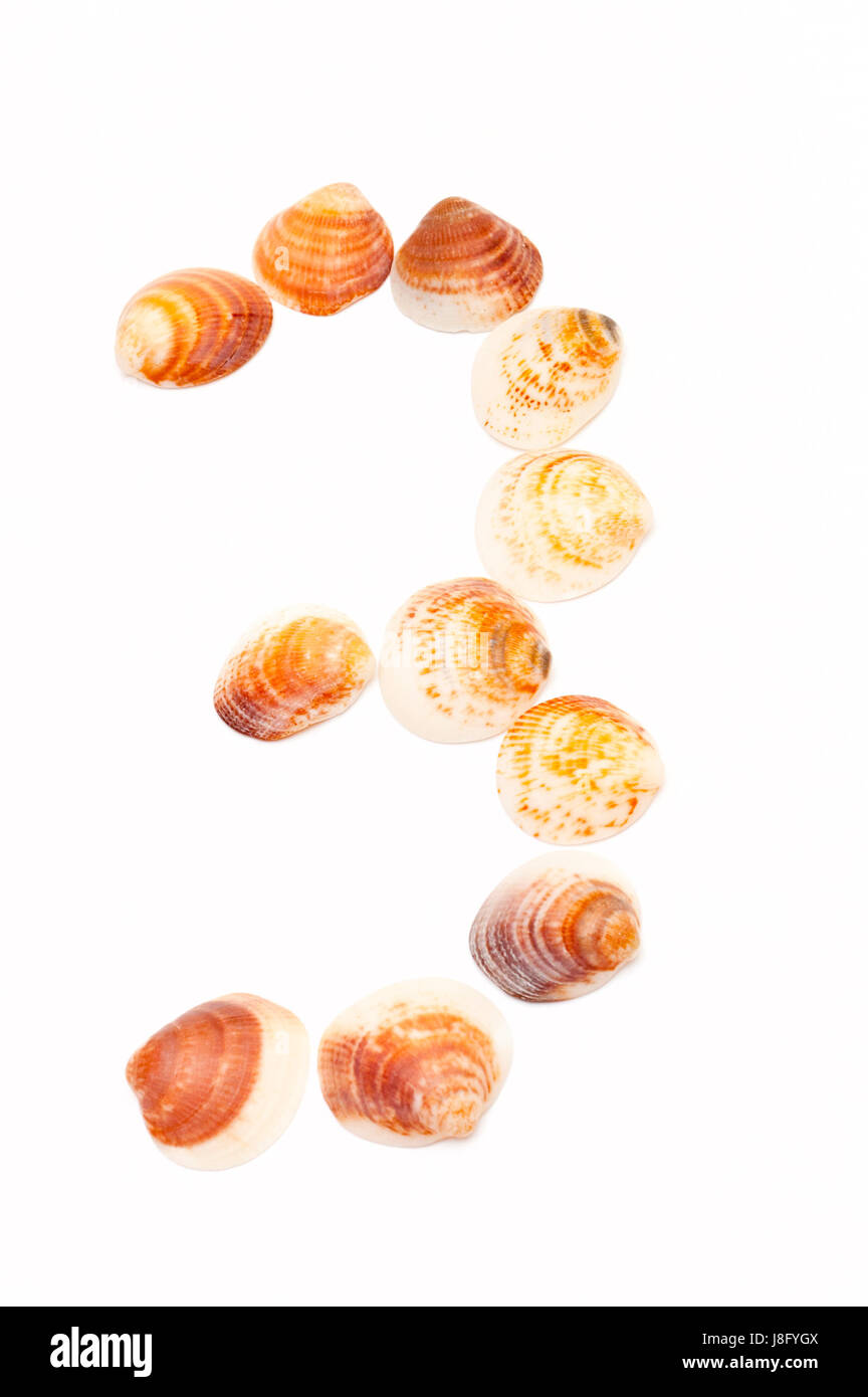 isolated, shell, three, number, seashell, white, calculation, graphic ...