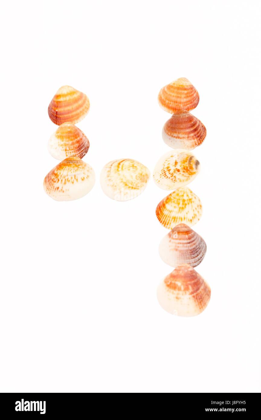 isolated, shell, four, number, seashell, white, calculation, graphic ...