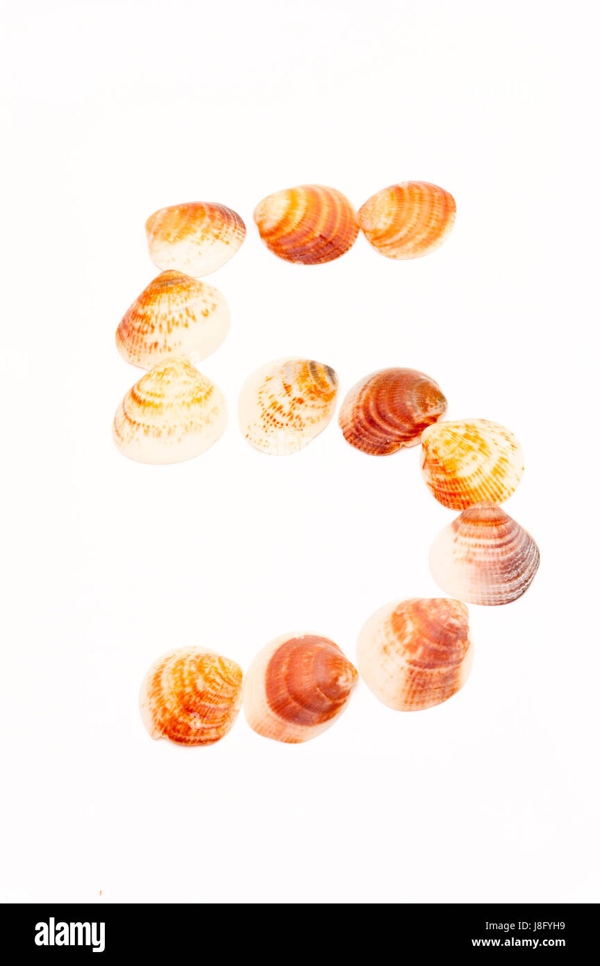 isolated, five, shell, number, seashell, white, calculation, graphic ...