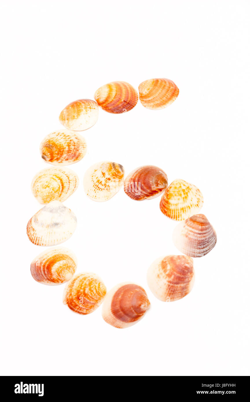 isolated, shell, six, number, seashell, white, calculation, graphic ...