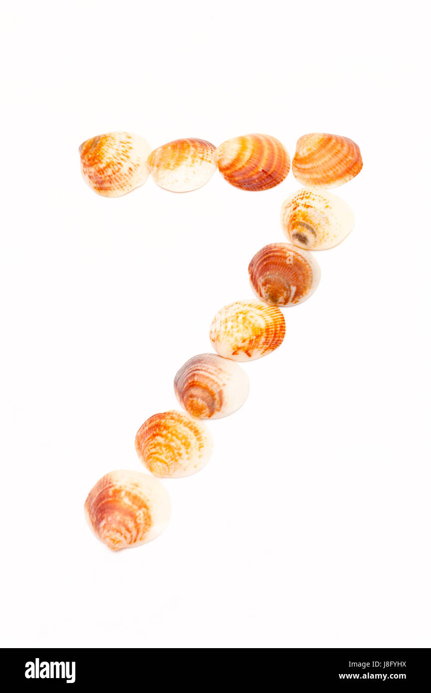 isolated, shell, seven, number, seashell, white, calculation, graphic ...