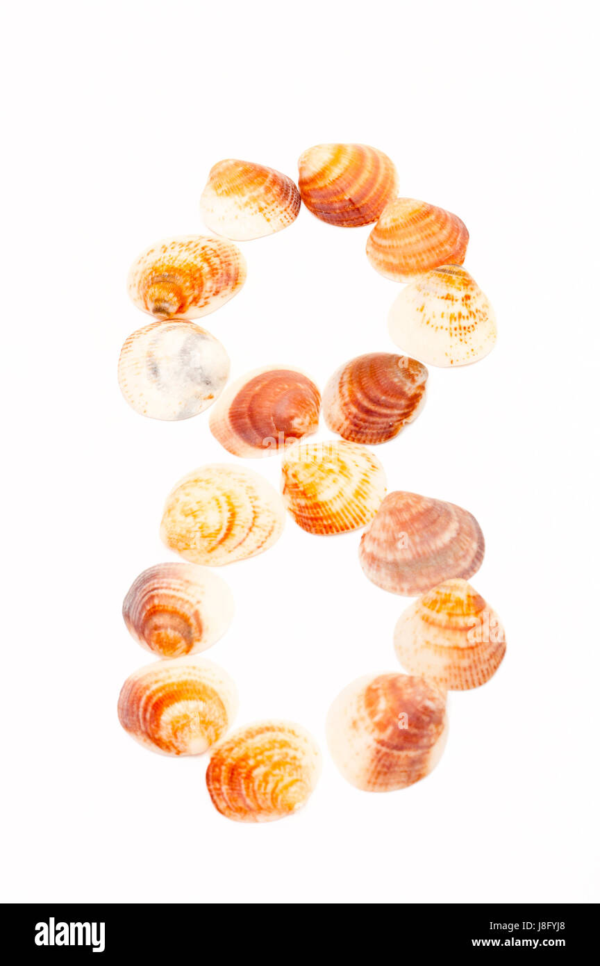 isolated, shell, eight, number, seashell, white, calculation, graphic ...
