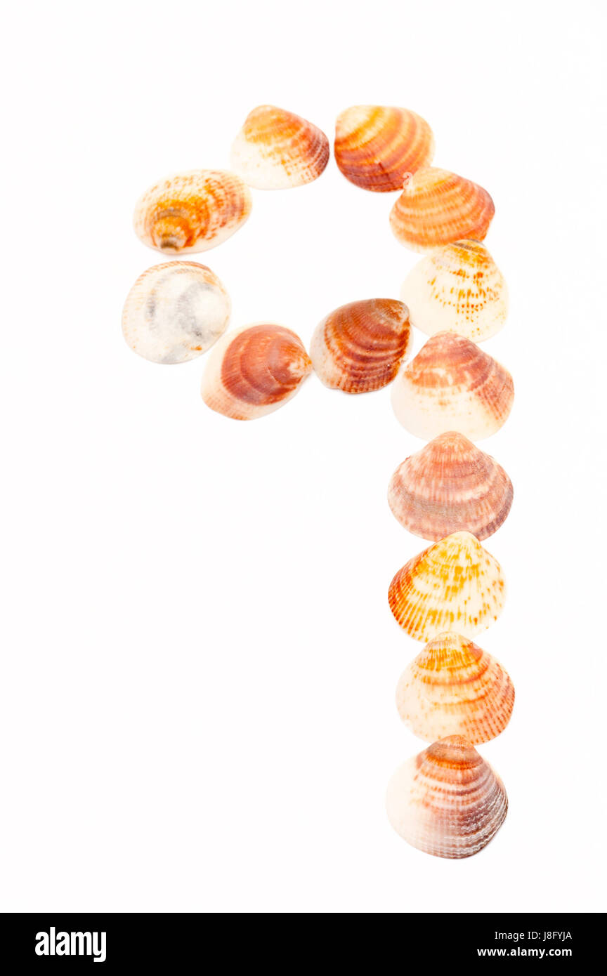 isolated, shell, number, seashell, nine, white, calculation, graphic ...