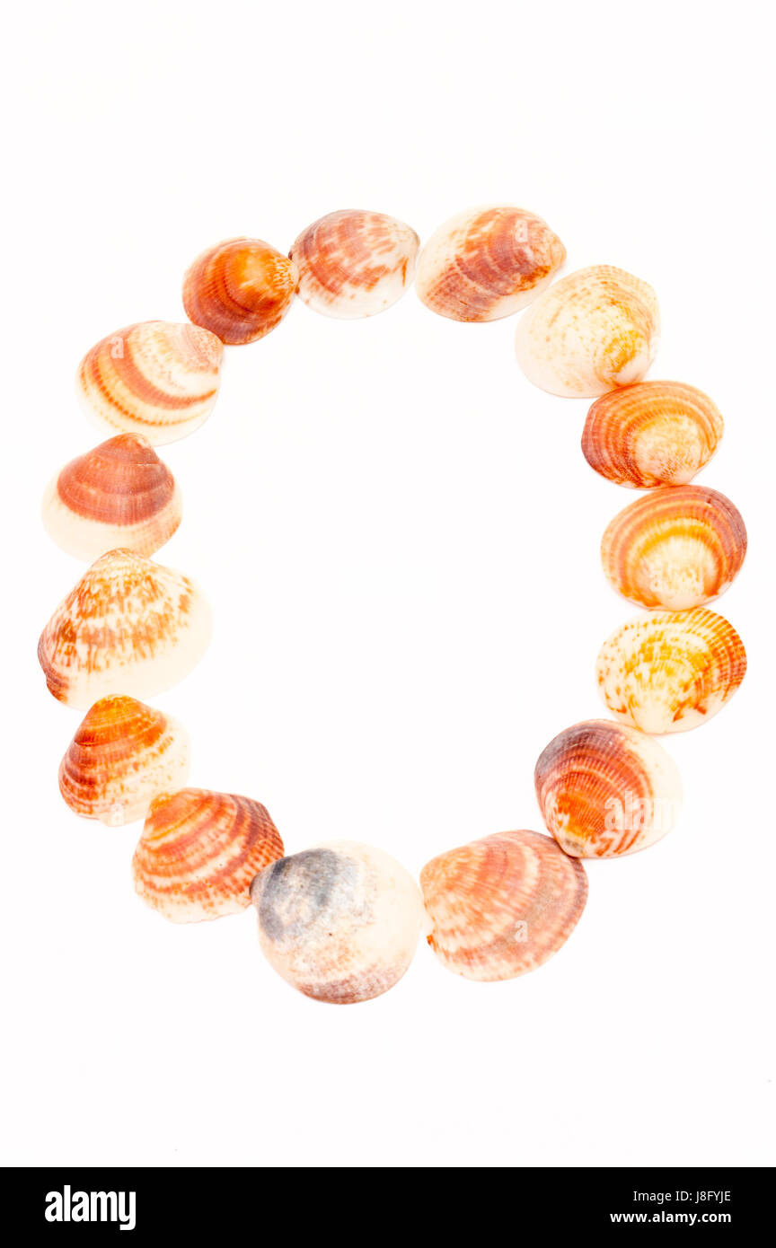 isolated, shell, zero, number, seashell, null, white, calculation ...