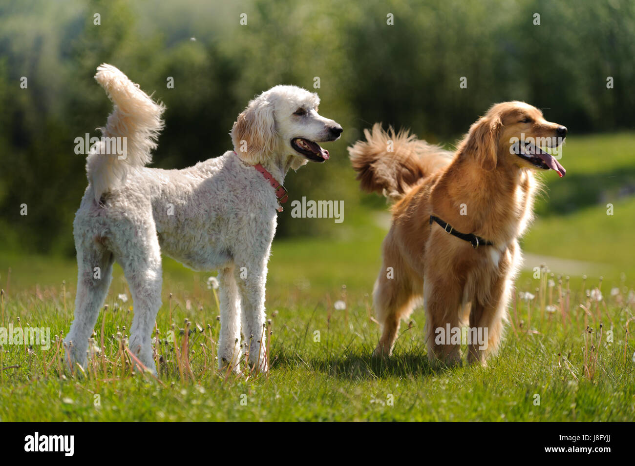 pet, field, dog, day, during the day, purebred, park, animal, pet ...