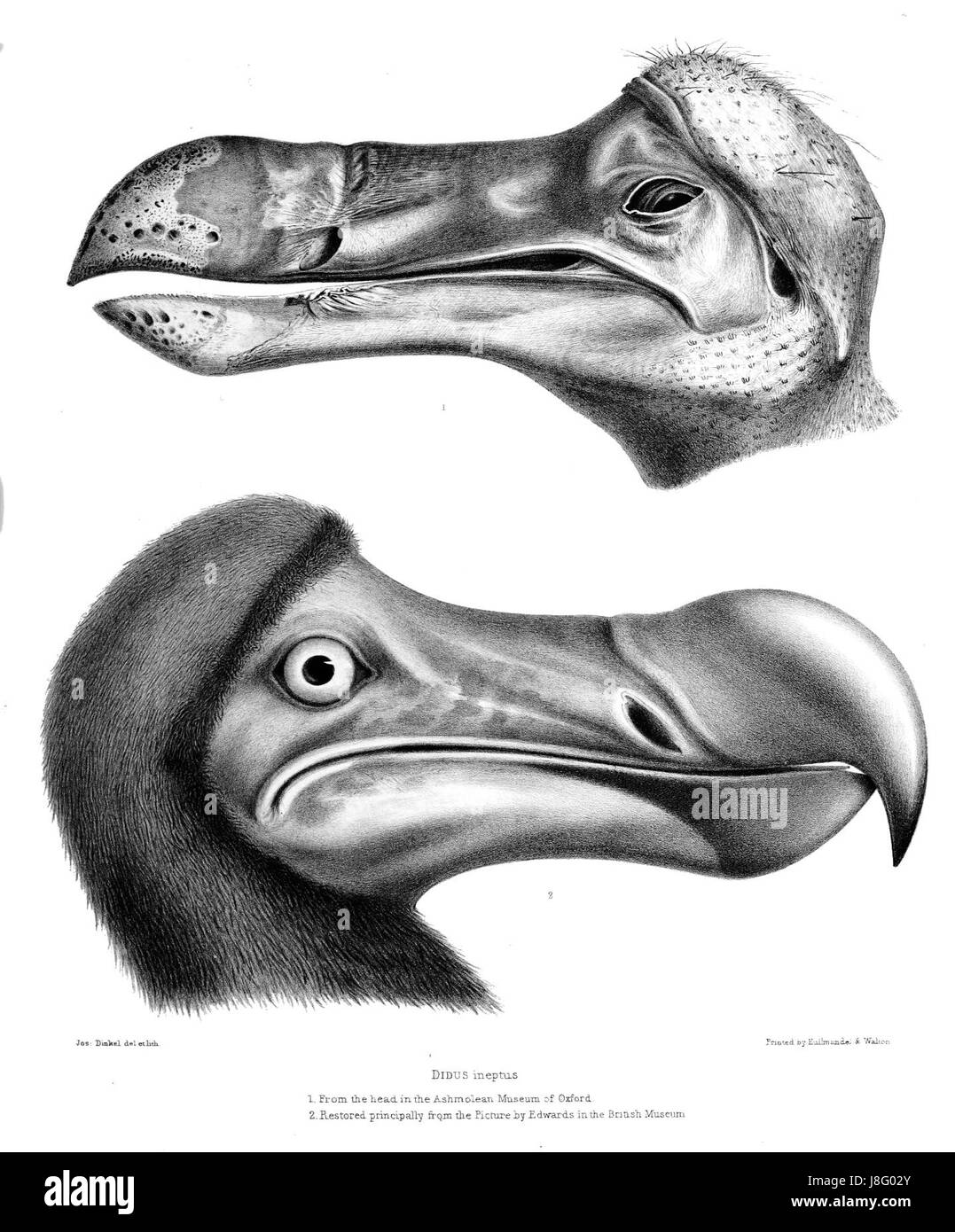 Dodo birds Black and White Stock Photos & Images - Alamy