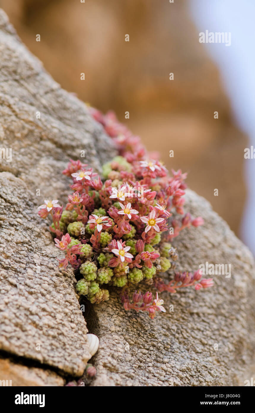 Corsican stonecrop or thick-leaved stonecrop, Sedum dasyphyllum growing ...