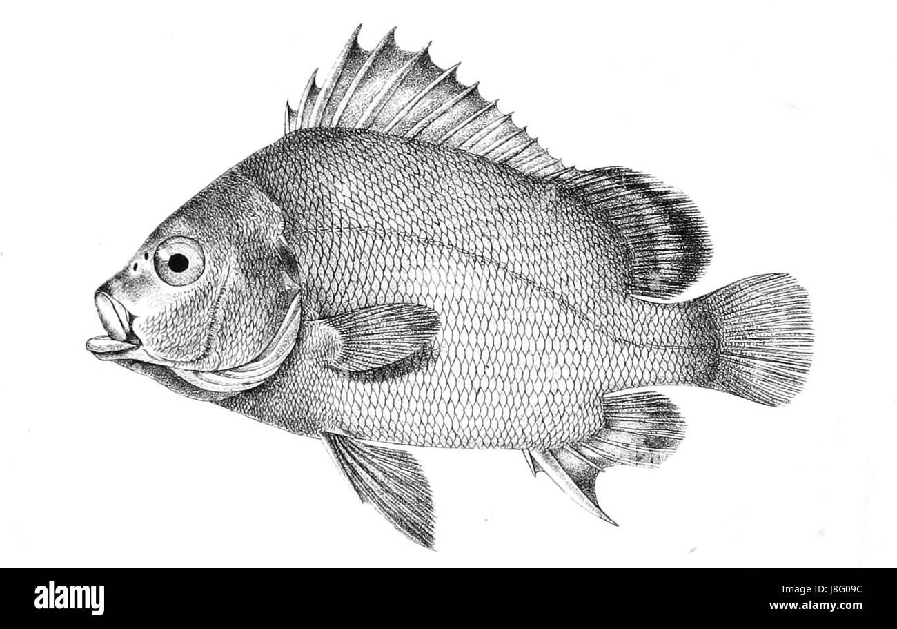 Spiny fin structures hi-res stock photography and images - Alamy