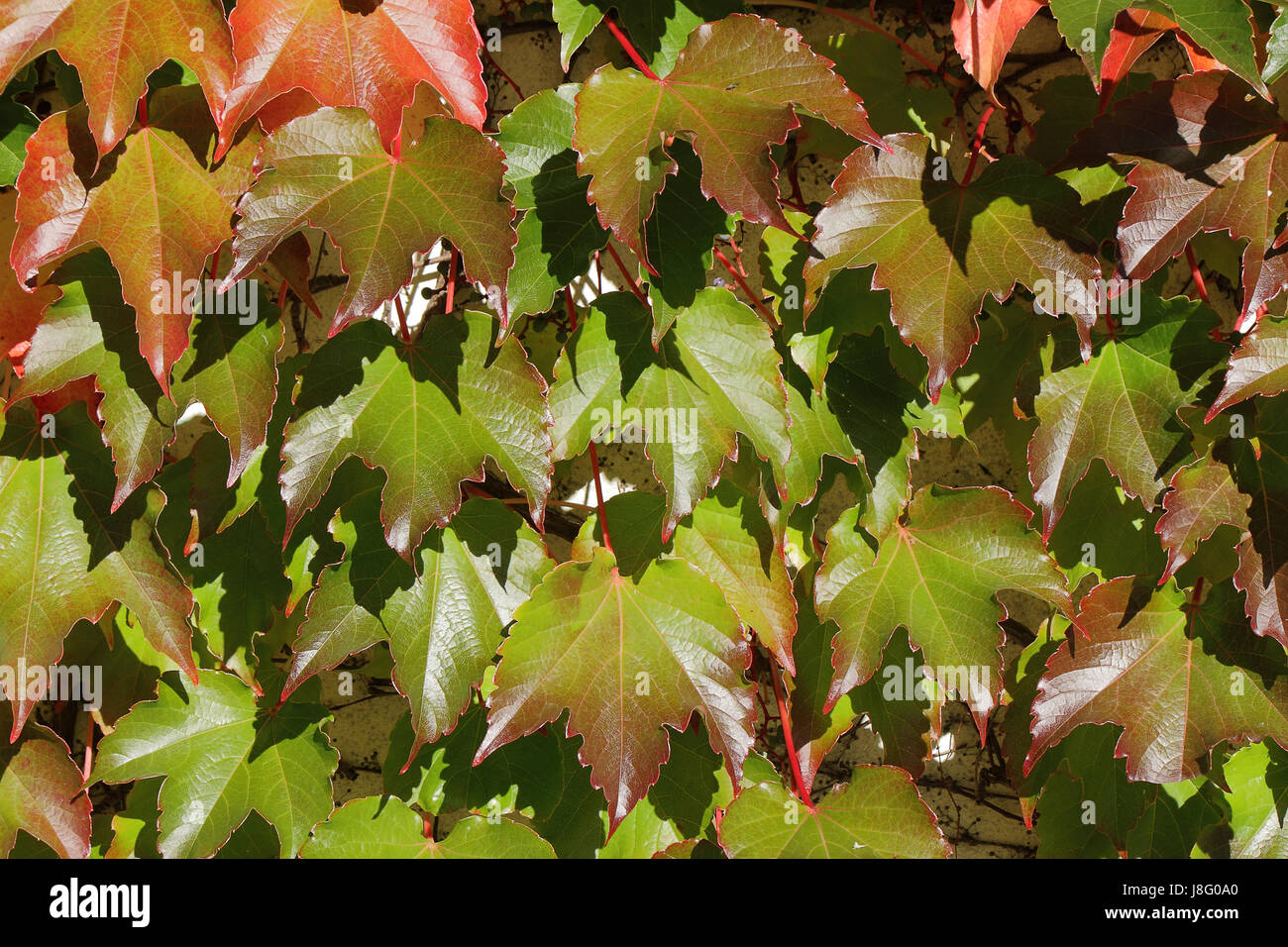 health, leaves, vine, grape vine, grape-vine, backdrop, background ...