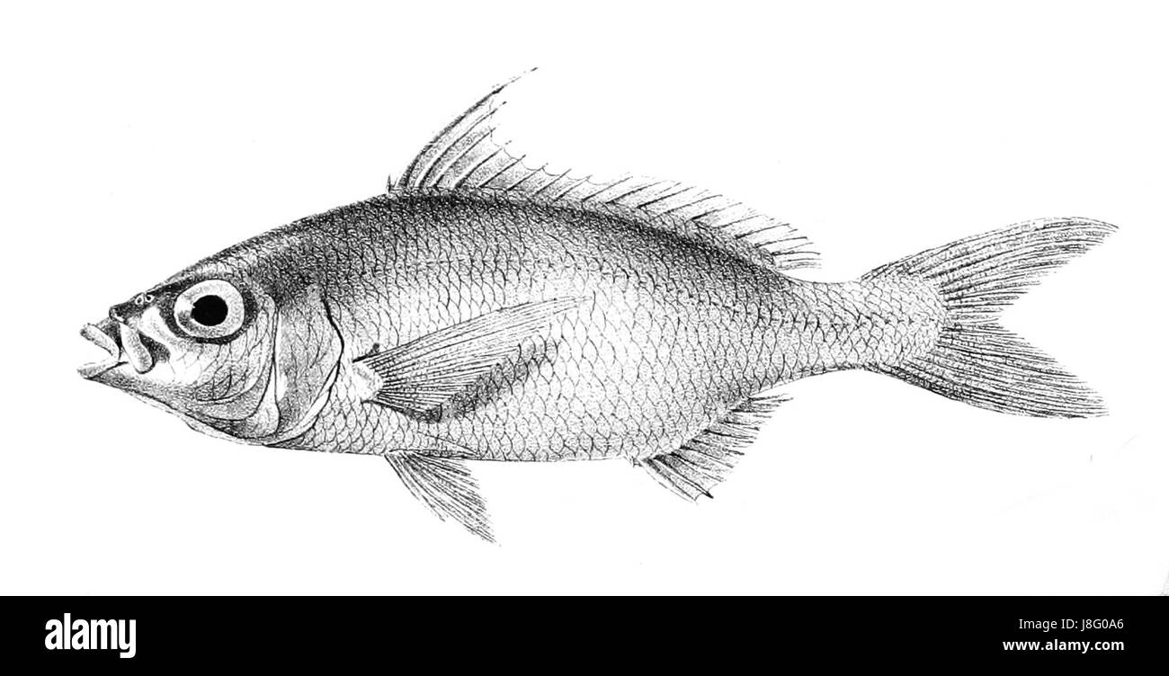 Gerres oblongus Ford 25 Stock Photo - Alamy