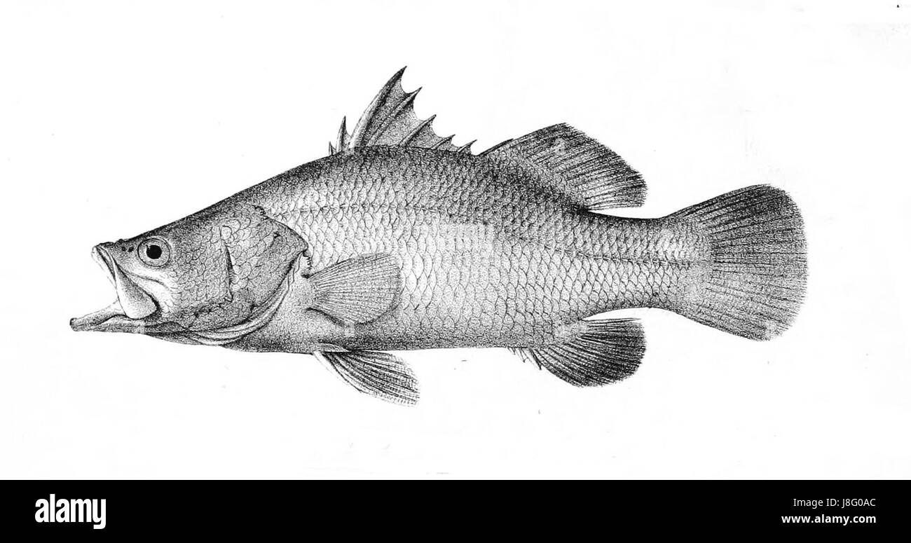 Lates Calcarifer High Resolution Stock Photography and Images - Alamy