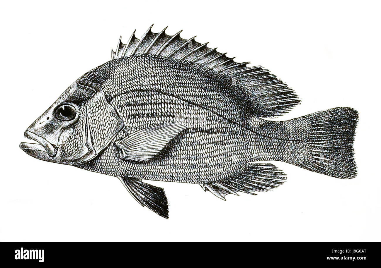 Lutianus erythropterus, commonly known as the red snapper, is a species ...