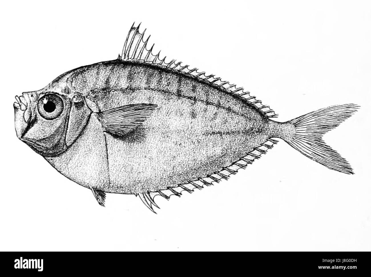 Equula insidiatrix Ford 51C Stock Photo - Alamy