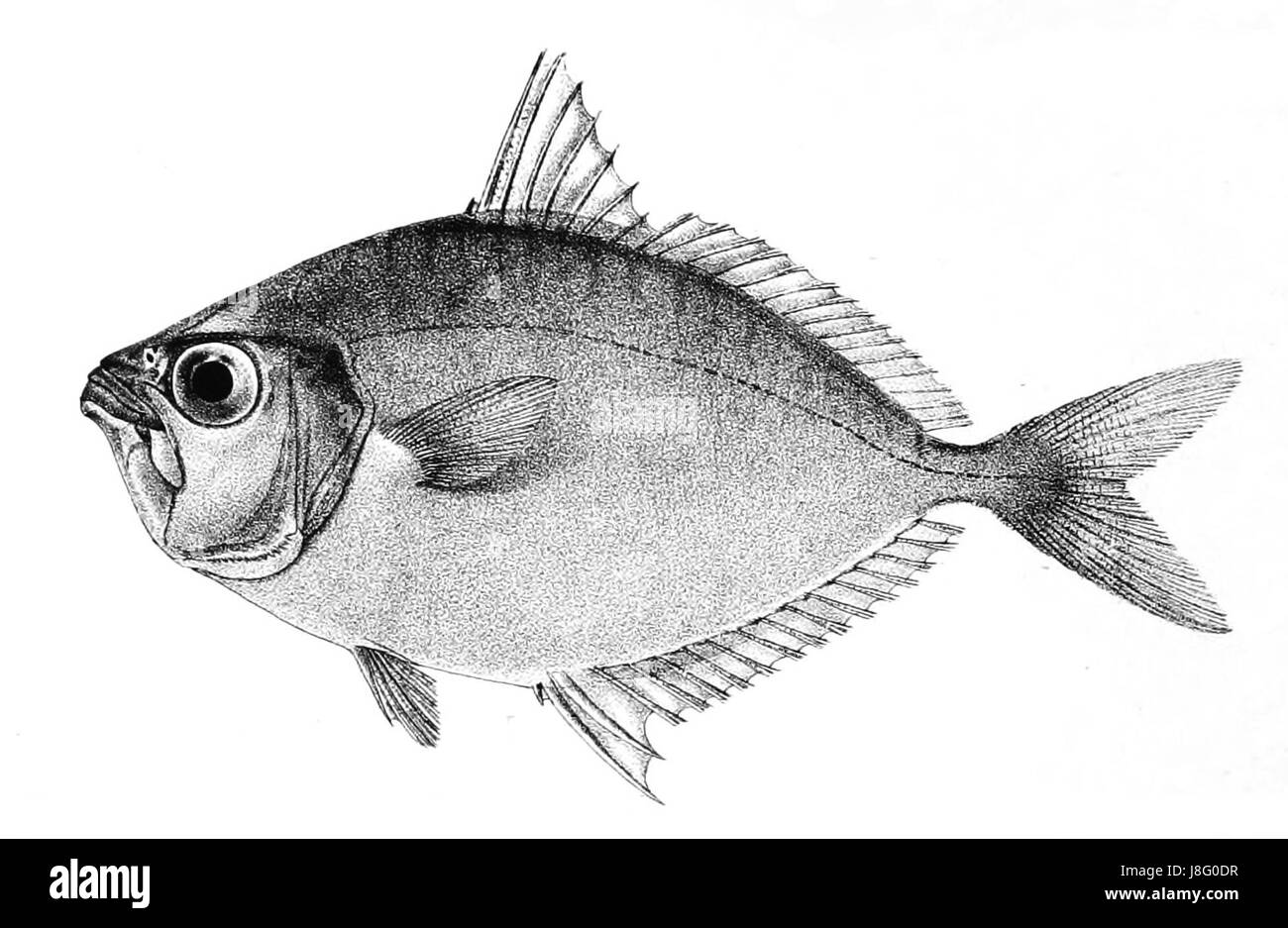 Small insect world Cut Out Stock Images & Pictures - Alamy