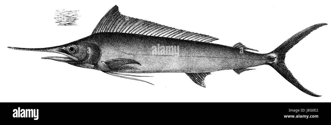 Shortbill spearfish hi-res stock photography and images - Alamy