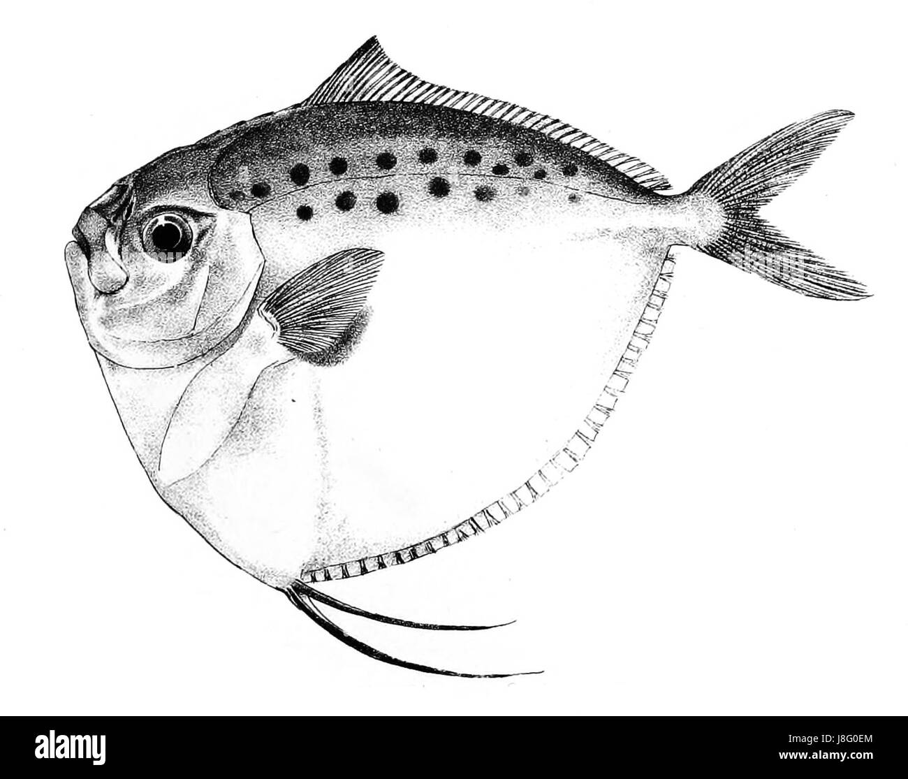 Mene fish Cut Out Stock Images & Pictures - Alamy