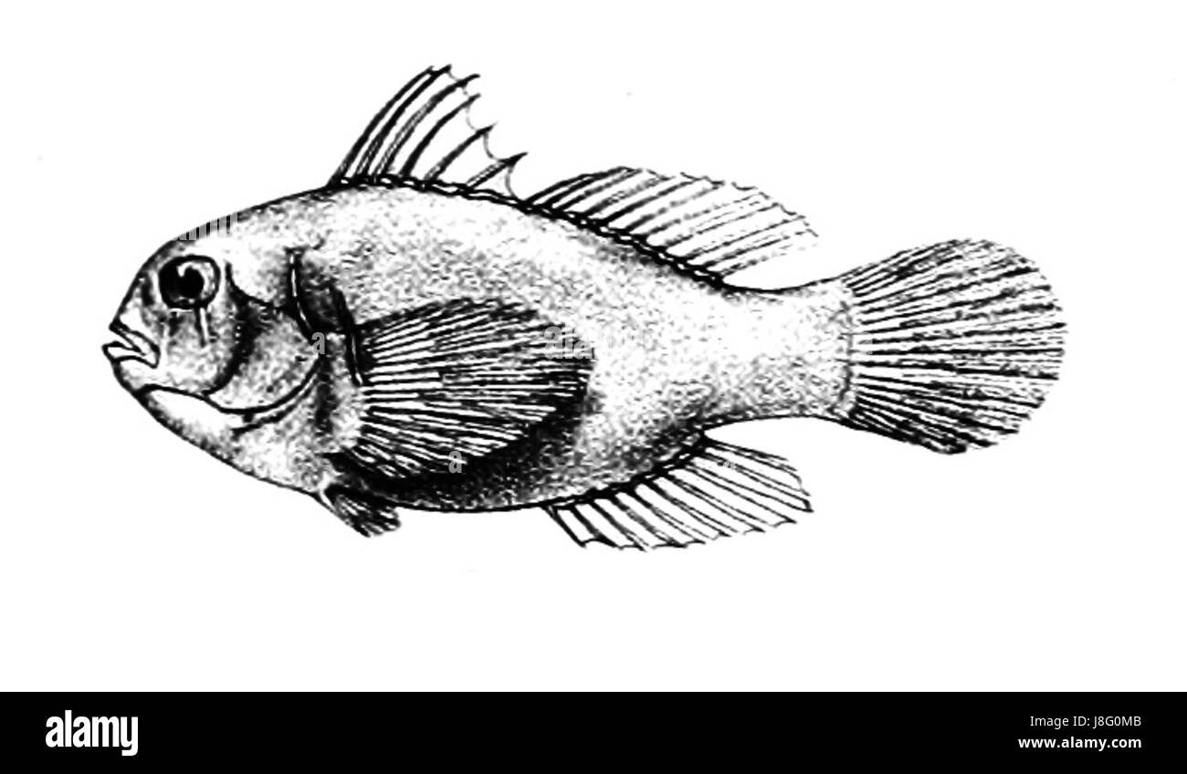 Fish species cataloging Black and White Stock Photos & Images - Alamy