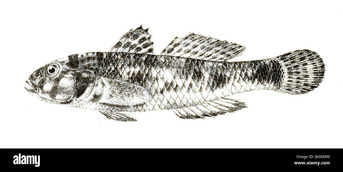 Gobius criniger Ford 62 Stock Photo - Alamy
