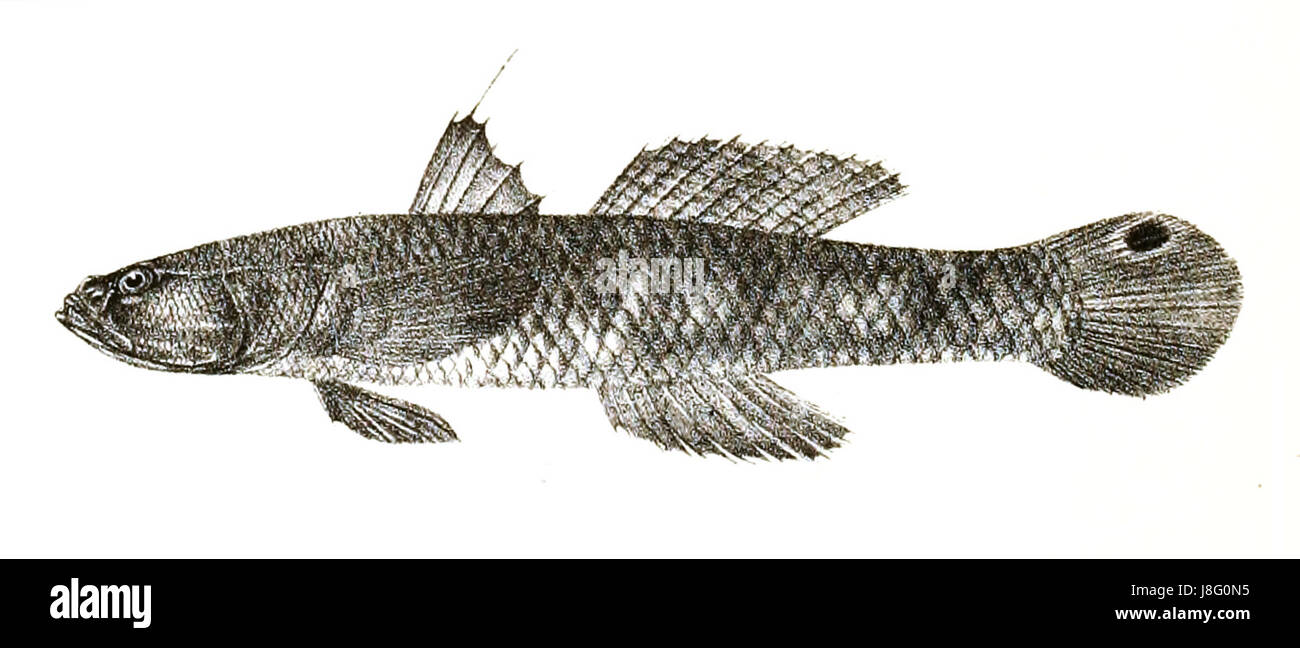 Gobius ocellatus Ford 61 Stock Photo - Alamy