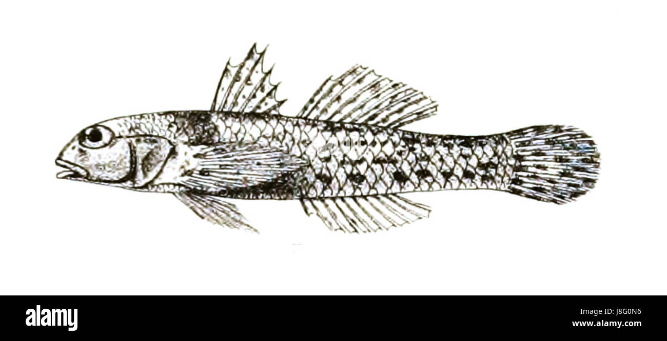 Ornate goby hi-res stock photography and images - Alamy