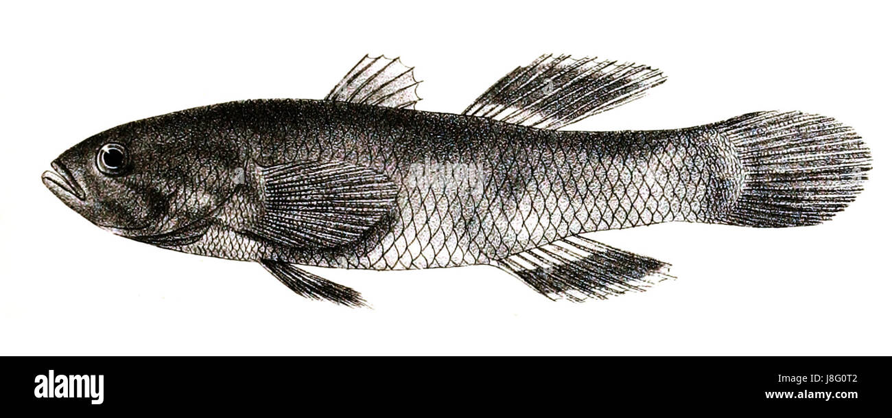 This entry refers to *Eleotris ophiocephalus*, a species of fish known ...
