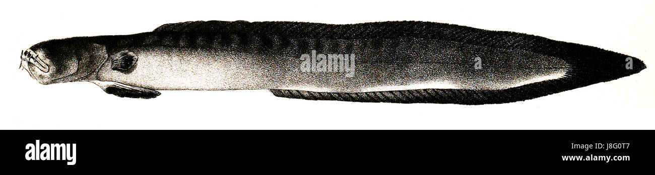 Fish identifies hi-res stock photography and images - Alamy