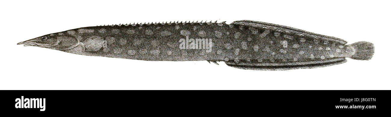 Spiny back eel hi-res stock photography and images - Alamy