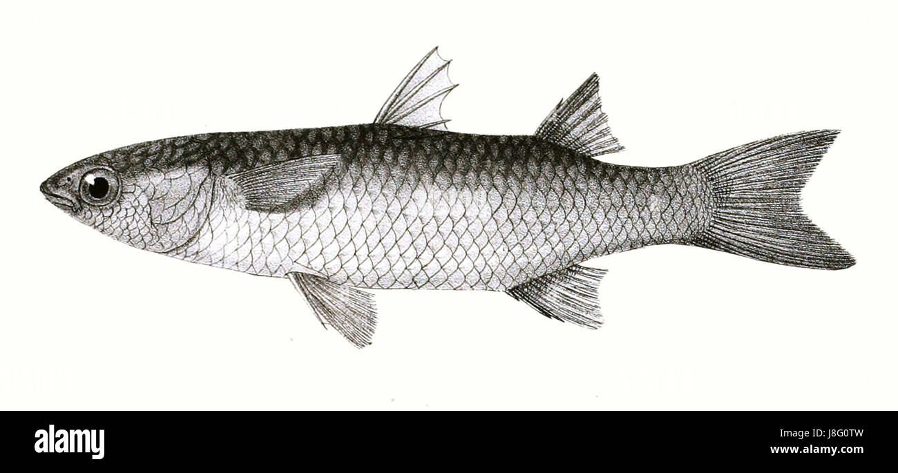 Bornean species Cut Out Stock Images & Pictures - Alamy