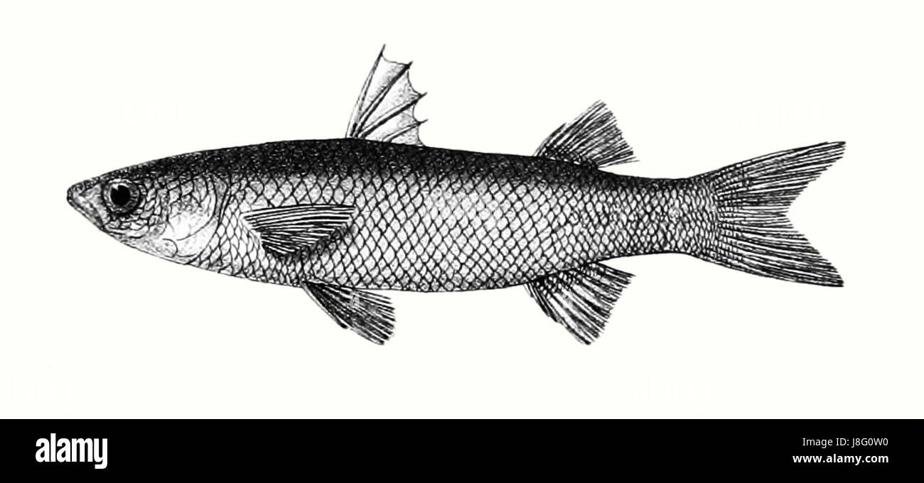 Mugil cascasia, identified as Ford 75, refers to a species of fish from ...