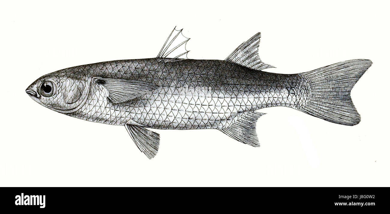 Cunnesius hi-res stock photography and images - Alamy