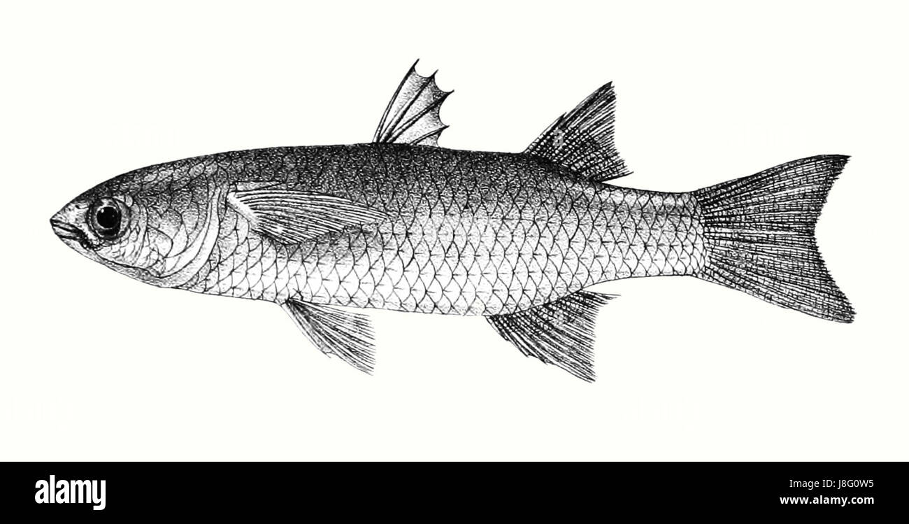 Mugil kelartii Ford 75 Stock Photo - Alamy