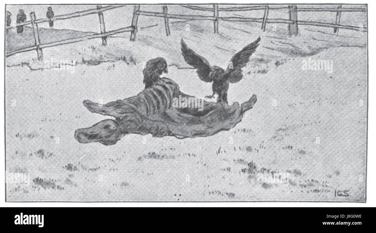 An illustration by J.G. Sowerby, depicting the natural death of a sheep ...